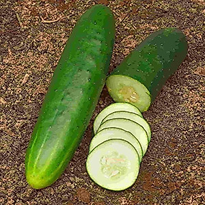 "Straight Eight" Cucumber Seeds for Planting, 150+ Heirloom Seeds Per Packet, (Isla's Garden Seeds), Non GMO Seeds, Botanical Name: Cucumis Sativis, 90% Germination Rate