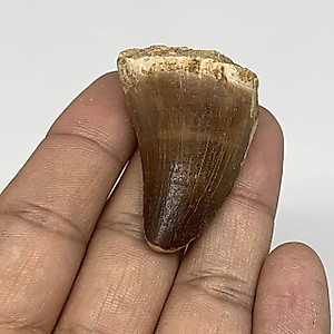 20.8g, 1.7"x1"x0.8" Fossil Mosasaur Tooth Reptiles, Cretaceous from Morocco,B12802