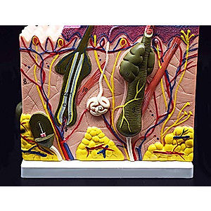70X Enlarged Skin Model Anatomical Model Anatomy for Science Classroom Study Display Teaching Medical Model