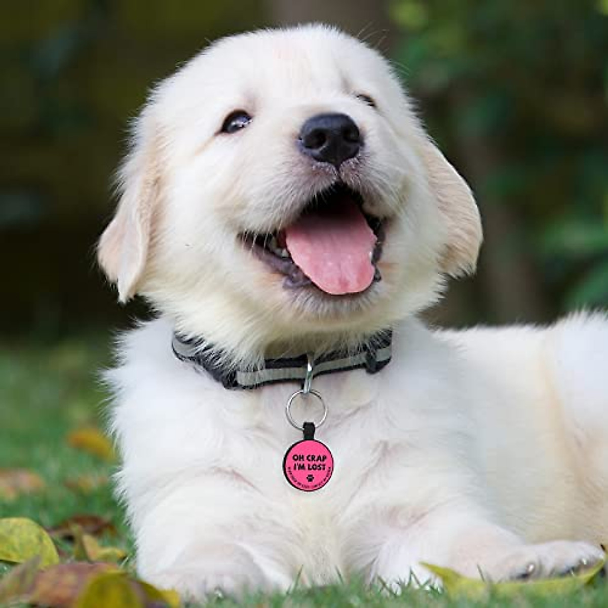 MYLUCKYTAG Silent Silicone QR Code Pet ID Tags Dog Tags - Pet Online Profile - Scan QR Receive Instant Pet Location Alert Email