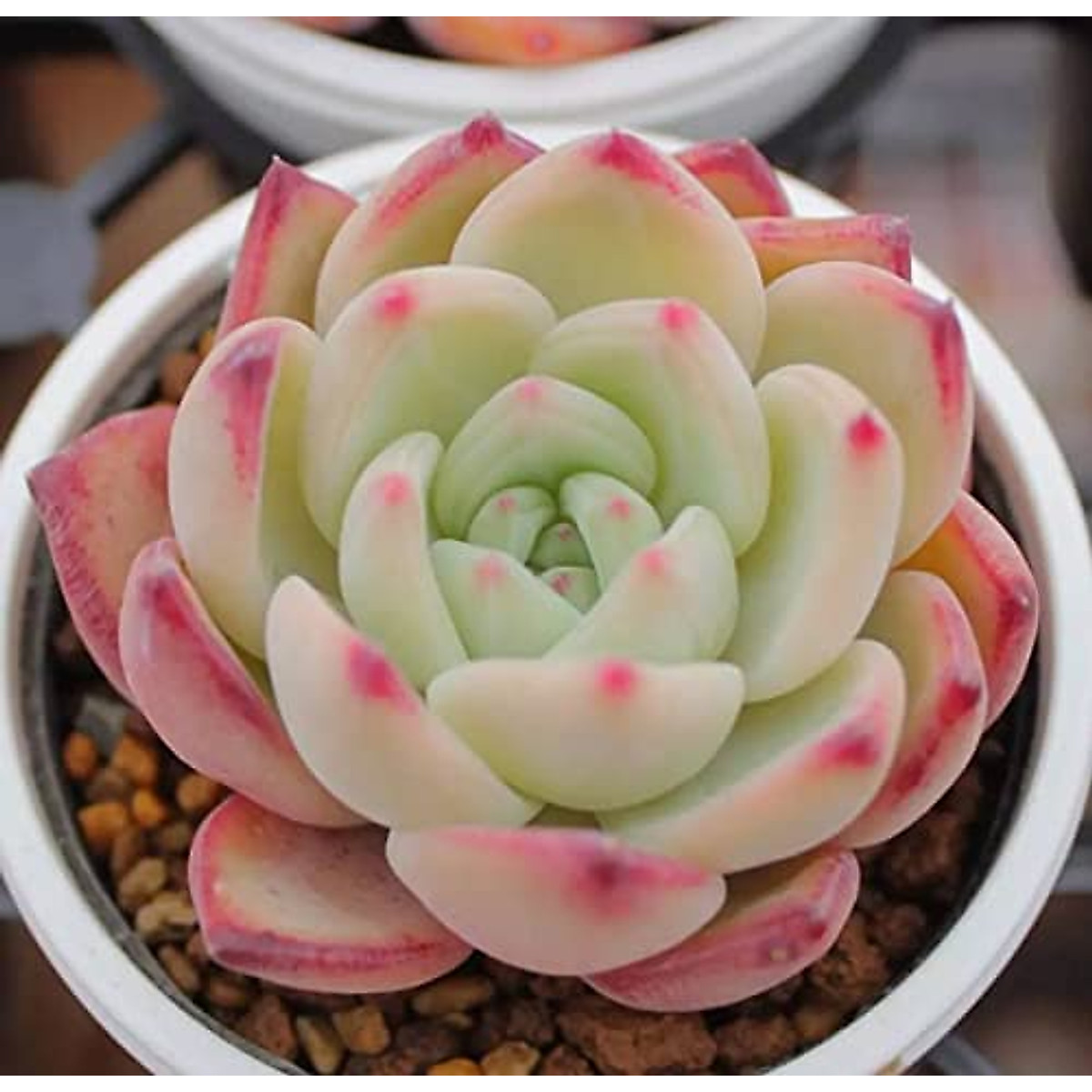 500pcs Mix Rare Succulent Seeds for Planting, DIY Bonsai Ornamental Plant Hardy Perennial