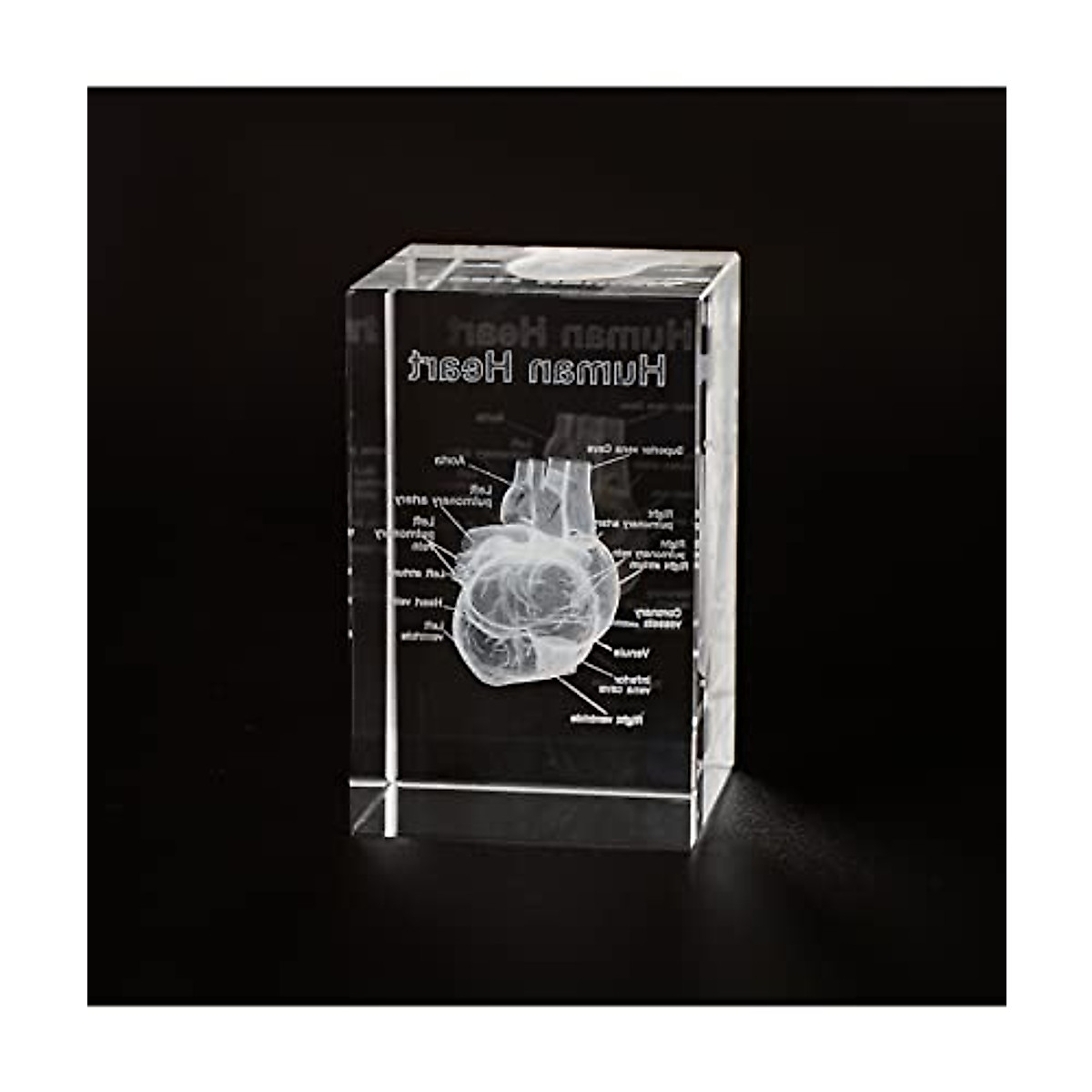 Ultrassist 3D Human Heart Crystal Model, Laser Etched Anatomical Model for Home and Office Decoration, Cardiology Gifts