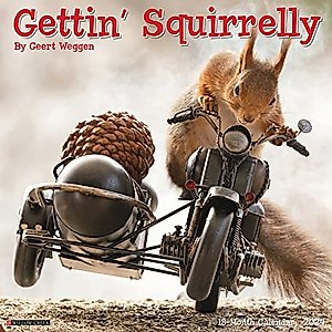 Willow Creek Press Gettin' Squirrelly Monthly 2024 Wall Calendar (12" x 12")