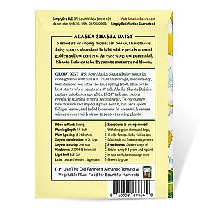 The Old Farmer's Almanac Daisy Seeds (Shasta Alaska) - Approx 700 Flower Seeds - Non-GMO, Premium, Open Pollinated
