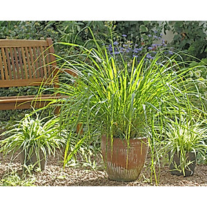 1000+ Lemongrass Plant Seeds - Non-GMO Lemongrass Herbs Seeds for Planting Garden, Indoor or Outdoor - Great Gift