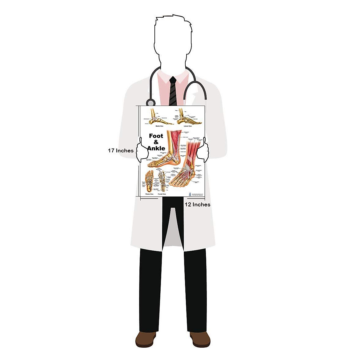 Foot and Ankle, Hand and Wrist, Shoulder and Elbow, Hip and Knee Anatomical Poster Set, size 12Wx17T