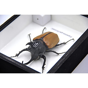 Rare Giant 5 Horn Rhino/Rhinoceros Beetle, Eupatorus gracilicornis, Taxidermy Insect Box Entomology Gift (Black Wooden Box)