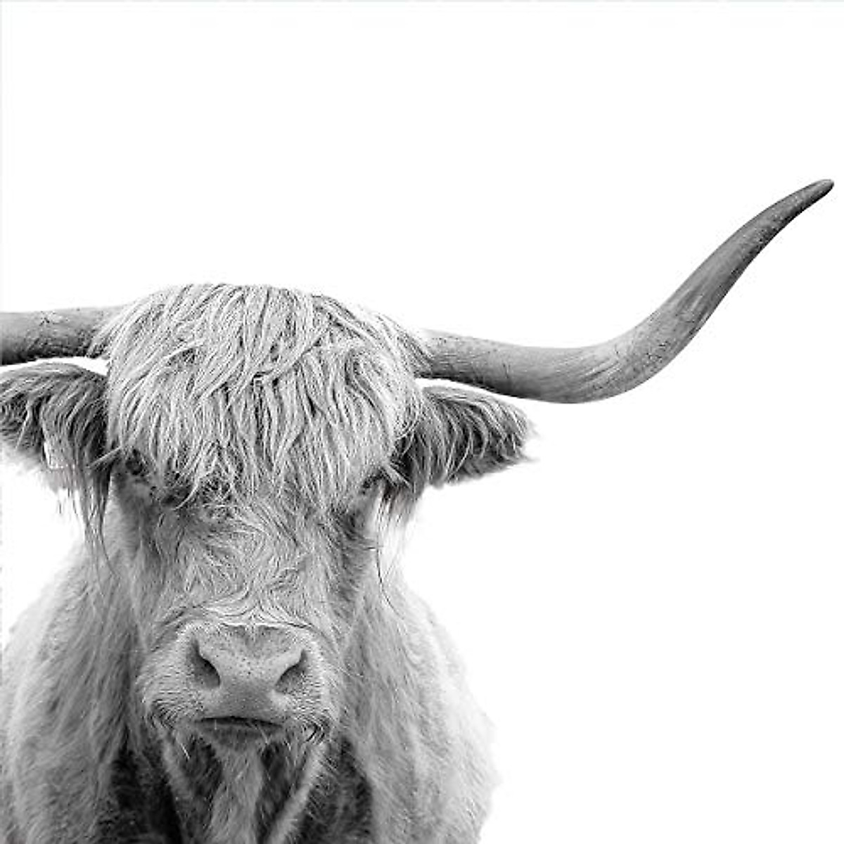 Clouday Flannel Fleece Bed Blanket Soft Throw-Blankets for Sleep,Grey Animal Highland Cow Pattern,Lightweight Baby Blankets for Bedroom Living Room Sofa Couch,49x59 Inch