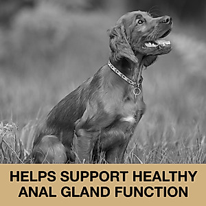 Nutriline Labs Anal Gland Support Soft Chews for Dogs - Dog Supplements with Beet Pulp, Psyllium Husk, Dandelion Root & Pumpkin - Digestive & Gut Health, Normal Bowel Function - Beef Flavor, 120 Count