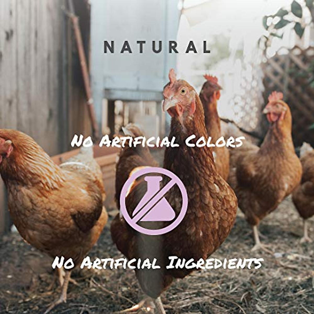 Manna Pro 7-Grain Ultimate Chicken Scratch - Scratch Grain Treat for Chickens and Other Birds - Non-GMO Natural Ingredients - 10 lbs