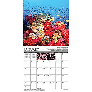 Under the Sea 2021 Wall Calendar