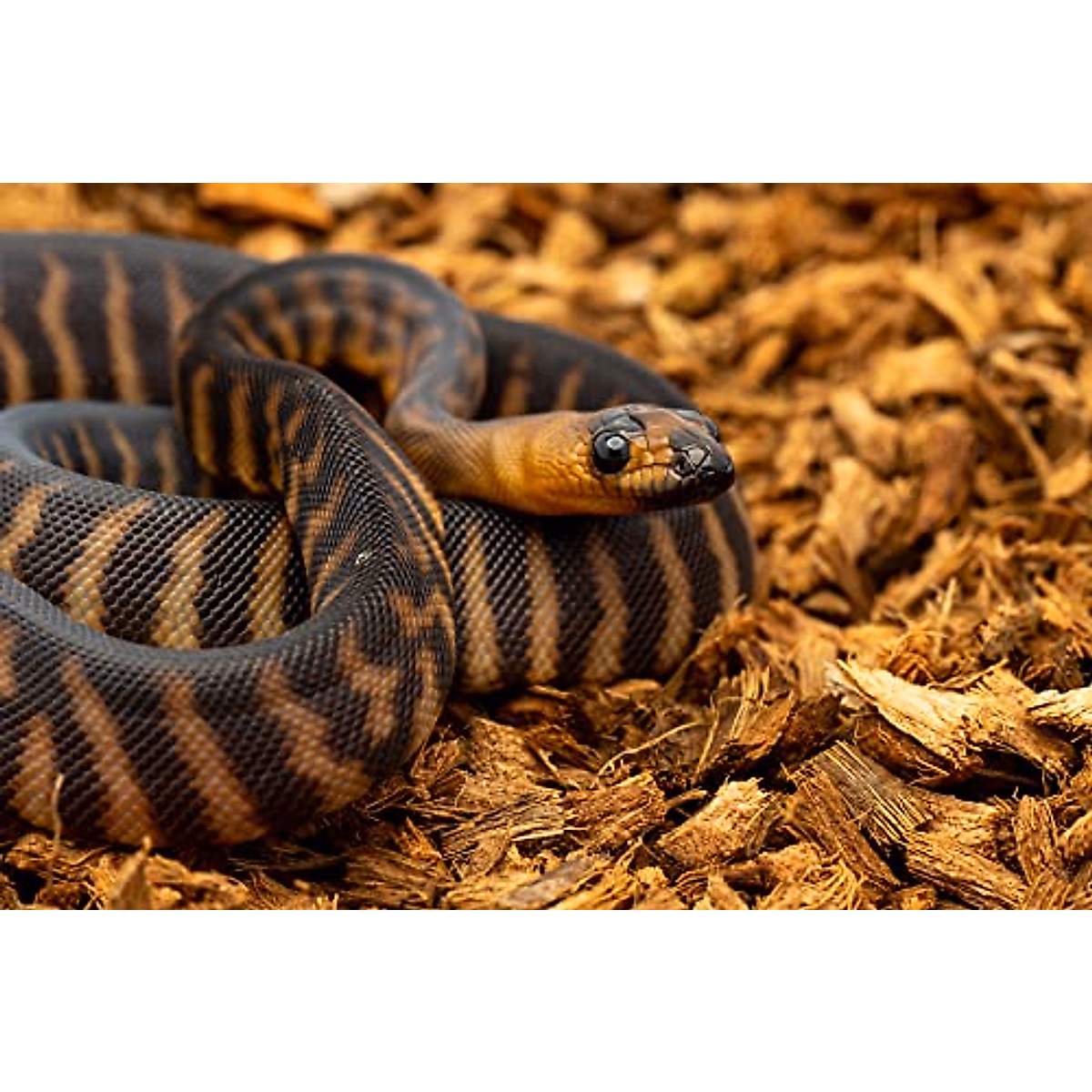 BabiChip Coconut Chip Substrate for Reptiles 12 Quart Loose Small Sized Coco Husk Chip Bedding for Ball Pythons, Other Snakes, Tortoises, Geckos, Frogs, or Lizard Terrarium Tanks