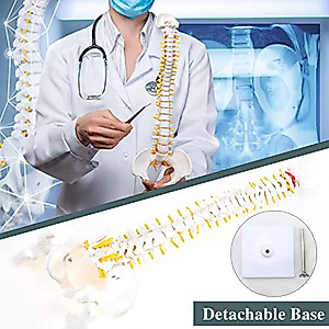 RONTEN Mini Spine Model, 15.5" Mini Vertebral Column Model Details Vertebrae, Spinal Nerves, Lumbar & Pelvis with Stand