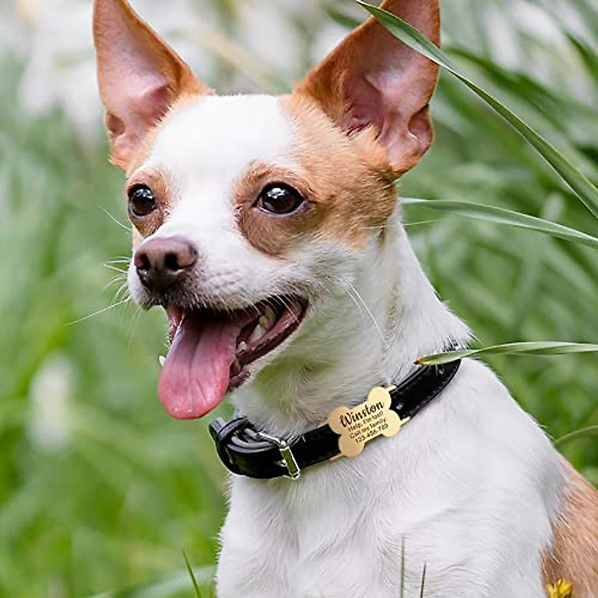 Anavia Bone Shape Slide On Silent Pet ID Tags, S/M/L/XL Gold Black Personalized Engraved Cat Dog Name Tags, Glossy Finish Stainless Steel Chew-Proof Quiet Dog Collar Tag