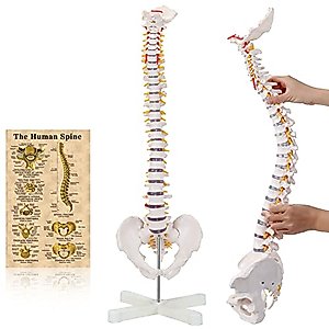 RONTEN Spine Model, 31" Life Size Spinal Cord Model with Vertebrae, Nerves, Arteries, Lumbar Column and Male Pelvis - Mount on a Stand