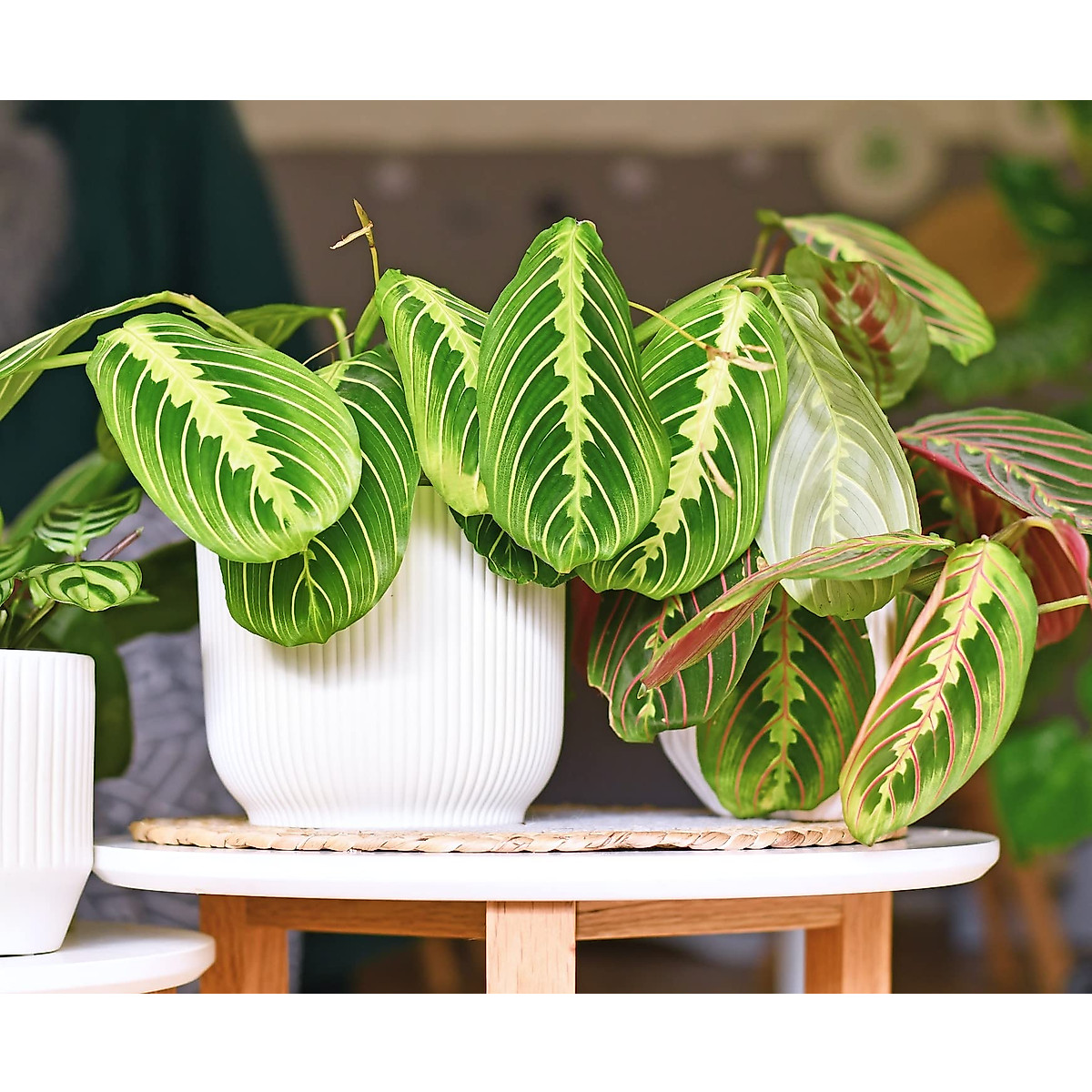 Hopewind Plants Shop- Lemon Lime Prayer Plant, Lemon Lime Maranta, Popular and Attractive houseplant, Gorgeous Live Indoor Plant, Easy to Care and Rare Variety Green Thumbs Up 4 inch Pot