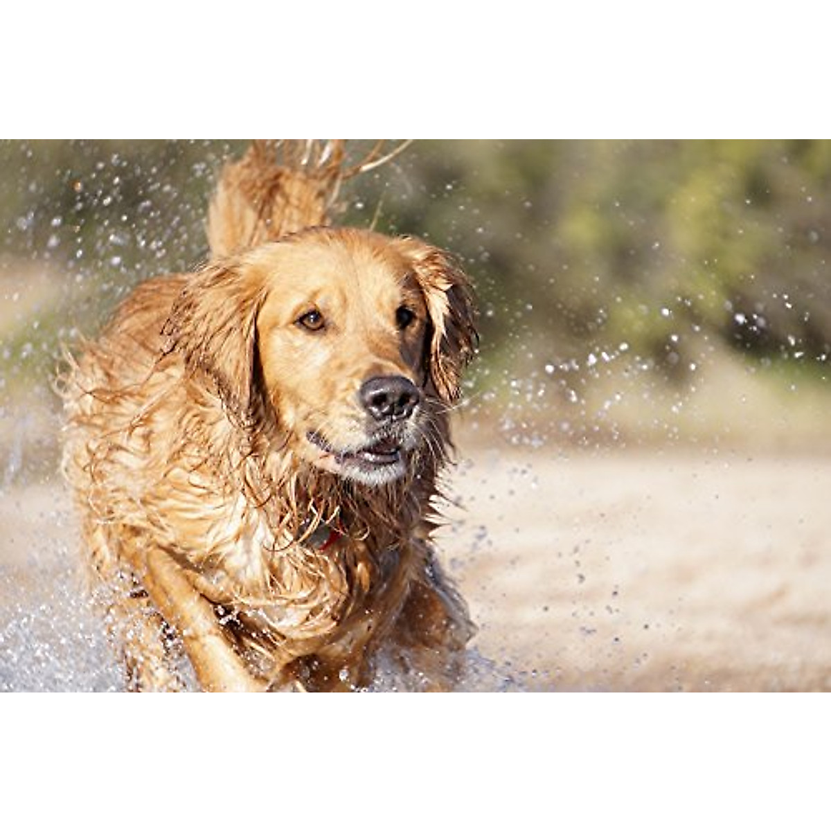 Sony A6000 Interchangeable Lens Digital Camera with SELP1650 Lens Kit - Black (24.3MP)