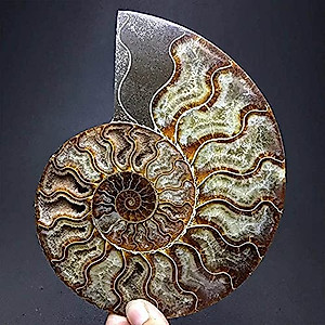 RALDMOV Natural Beautiful Ammonite Fossil Conch Specimen Collectibles Home Decor Gifts Ornament (5-6.5in)