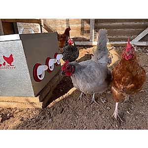 RentACoop Metal 65lb 6-Port Feeder - Includes Lid, Ports, Rain Hoods, and Feed Diverters - Suitable for 12 Week Old Chickens/Older and Adult Chickens/Poultry