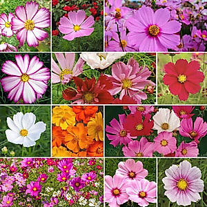 Mix Cosmos Bipinnatus Flower Seeds - Garden Cosmos Mexican Aster 11 Colors Non-GMO | Organic | Heirloom (10g)