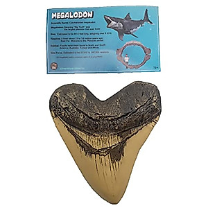Universal Specialties Huge Realistic 5.5 Inch Carcharodon Megalodon Giant Shark Tooth Fossil Natural Colors Prehistoric Museum Quality Large Display Great Teeth for Kids or Collectors (Replica)
