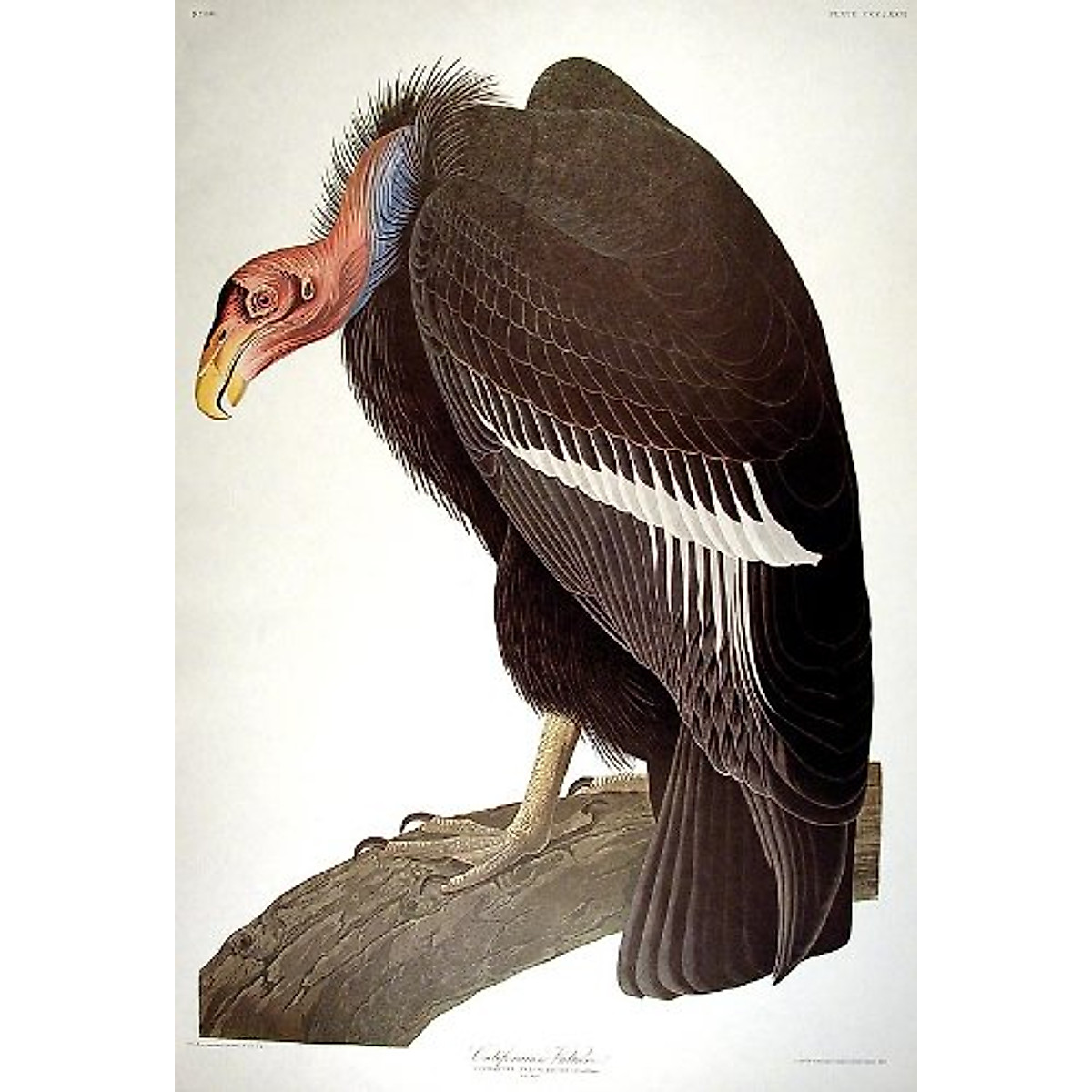 California Vulture. From"The Birds of America" (Amsterdam Edition)