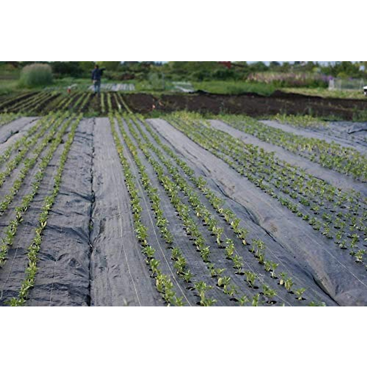 HOOPLE 3FT*180FT Premium Garden Weed Barrier Landscape Fabric Durable & Heavy-Duty Weed Block, Easy Setup