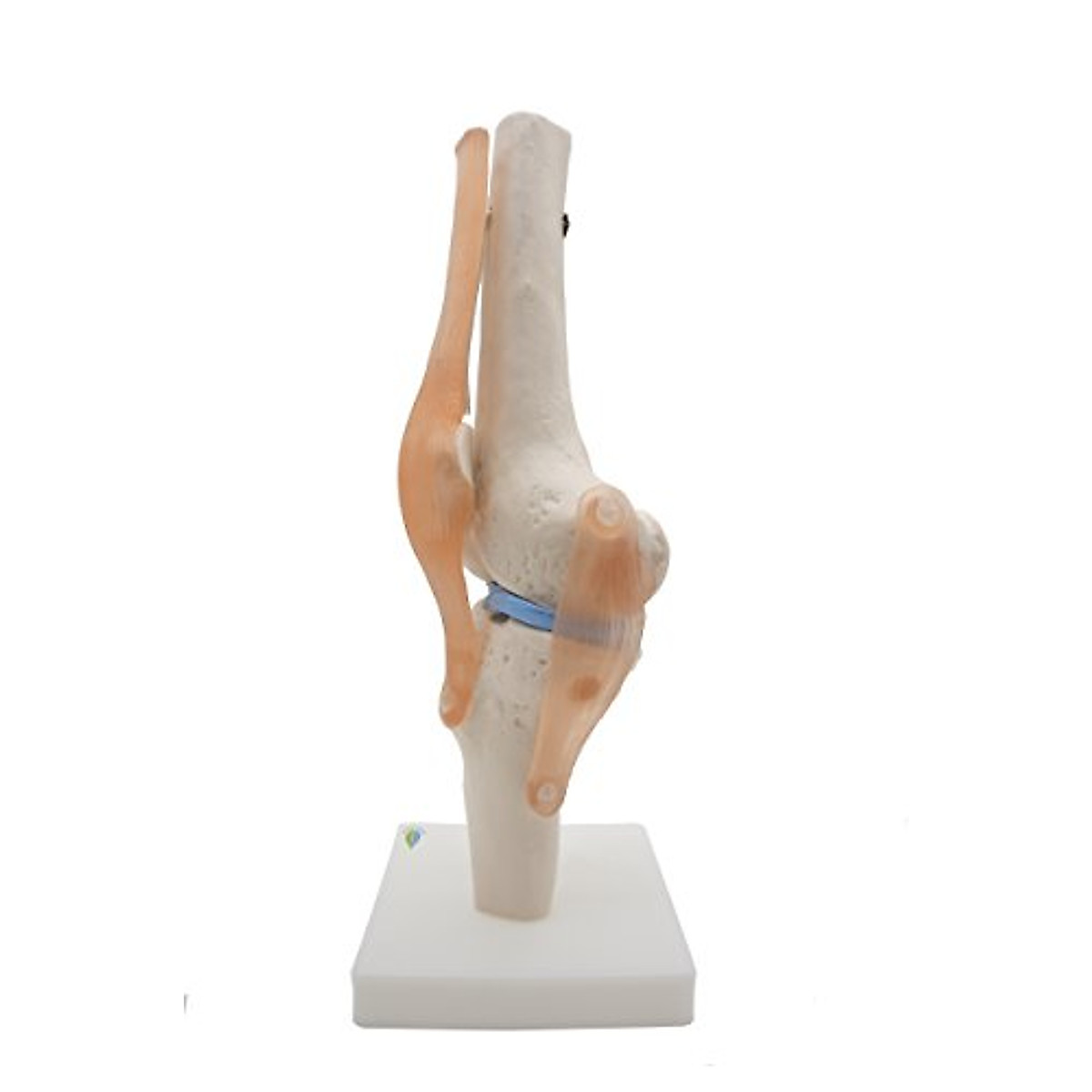 Kouber Anatomical Medical Knee Joint with Ligaments Model,Life Size