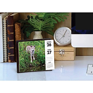 Spirit of the Wolf 2021 Box Calendar