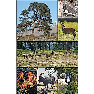 West Highland Way: British Walking Guide: Glasgow to Fort William - 53 Large-Scale Walking Maps (1:20,000) & Guides to 26 Towns & Villages - Planning, ... to Stay, Places to Eat (Trailblazer Guides)