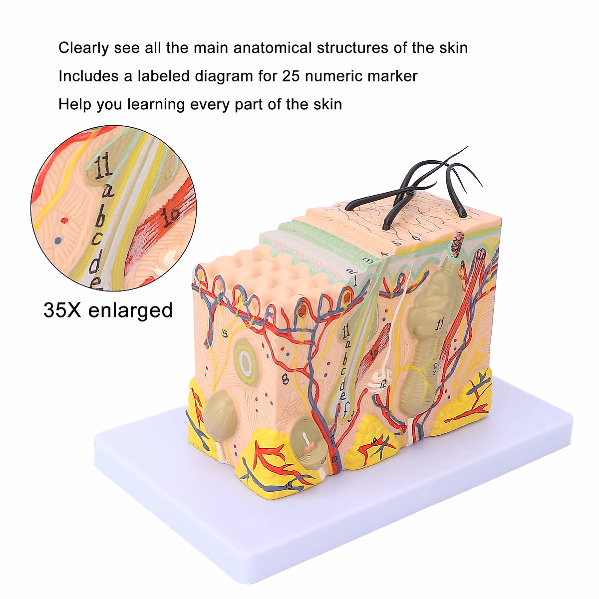 35x Enlarged Anatomical Skin Model for Cosmetology Study 3D Teaching Aids with Labeled Diagram Skin Model Ultrassist Skin Anatomy Model Teaching Tool for Science Study