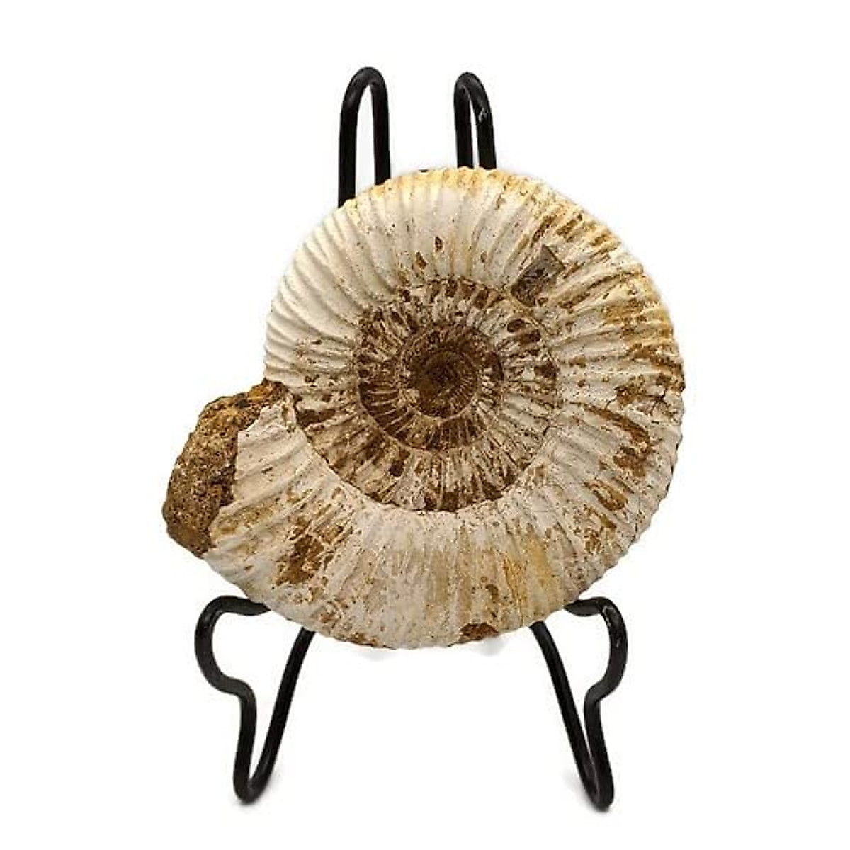 Ammonite Fossil with Stand. Genuine Ammonite from Madagascar.