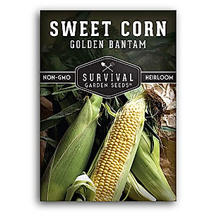 Golden Bantam Sweet Corn Seed for Planting - 1 Pack with Instructions for Growing - Grow Yellow Corn Outdoors in The Vegetable Garden - Untreated Non-GMO Heirloom Sweetcorn - Survival Garden Seeds