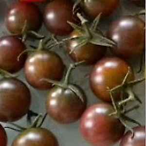 Black Cherry Tomato Seeds (20+ Seeds) | Non GMO | Vegetable Fruit Herb Flower Seeds for Planting | Home Garden Greenhouse Pack