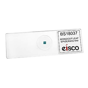 EISCO 10PK Monocot Leaf, Epidermis, Whole Mount - Prepared Microscope Slides - Classroom Pack, 10 Slides in Storage Case - Biology & Microscopy