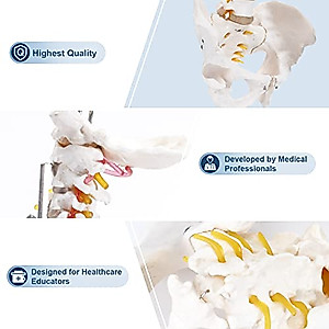 Winyousk Medical Spine Model, Life Size Flexible Anatomical Human Spine Model, Spine Model with Vertebrae, Nerves, Arteries, Lumbar Column and Male Pelvis - Mount on a Stand