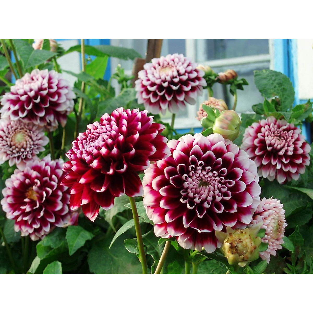 Seeds4planting - Seeds Dahlia Pompon Mix Annual Beautiful Flower Non GMO