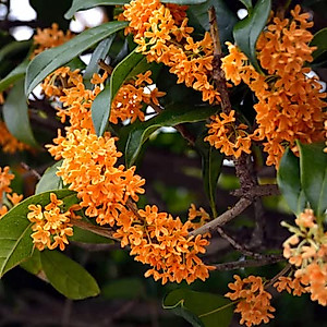 CHUXAY GARDEN 5 Seeds Osmanthus Fragrans,Sweet Osmanthus,Sweet Olive,Tea Olive, Fragrant Olive Orange Small Tree Evergreen Shrub Grows in Garden and pots