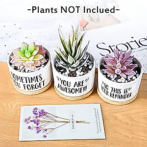 Birthday Gifts for Women, Friend Gifts for Women, Gifts for Her, Sister Gifts, Funny Gifts for Women Unique Gift Ideas for Mom Men Awesome Succulent Pots 3PCS