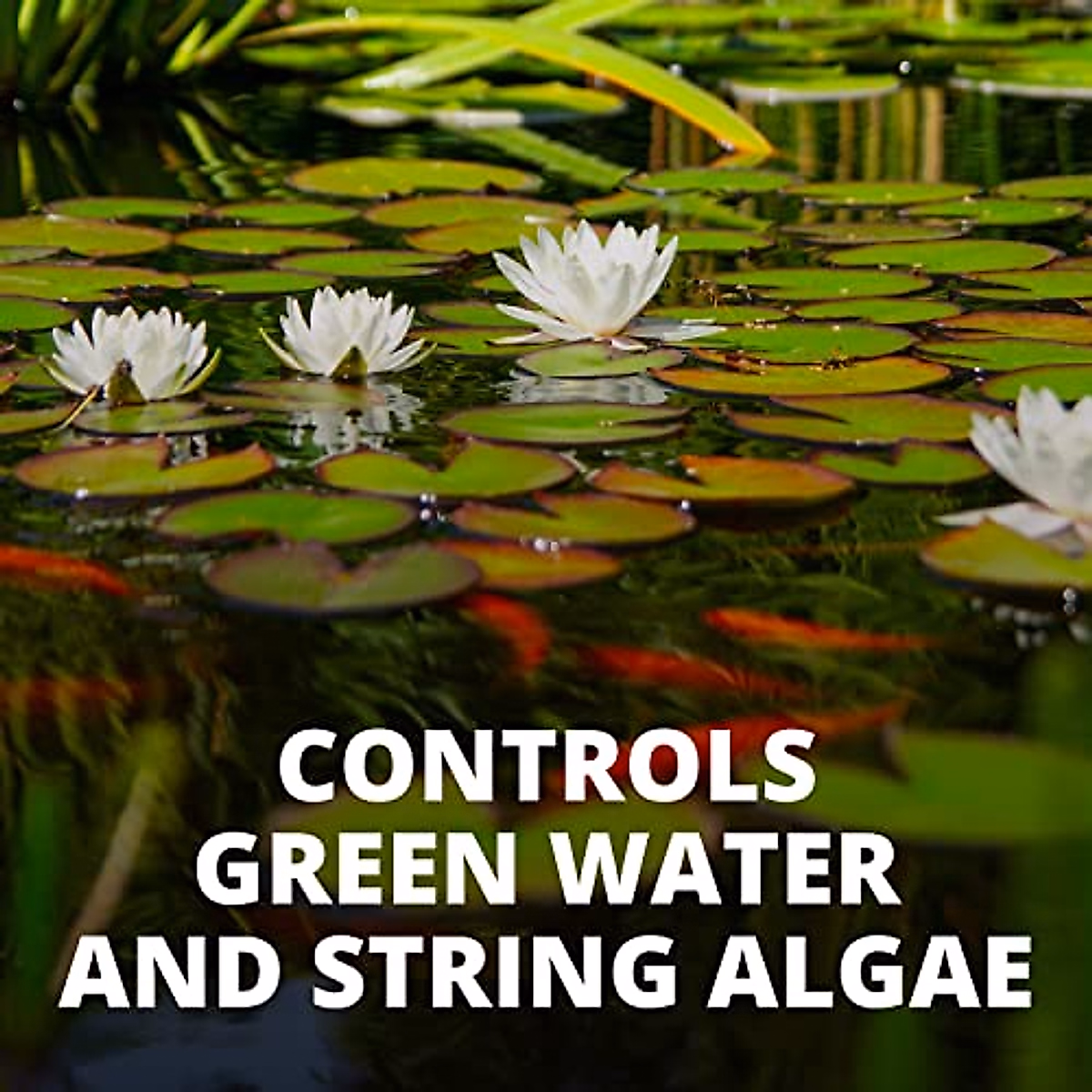 Tetra Pond AlgaeControl , 16.9 ounces, Controls Algae in Ornamental Outdoor Ponds and Fountains