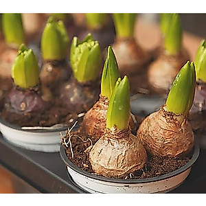 5 Fondant Pink Hyacinth Bulbs