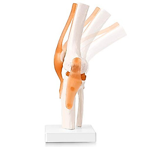 LYOU Human Knee Joint Model with Knee Ligament, Life Size Anatomical Knee Joint Flexible Skeleton Model, Perfect for Medical Learning and Teaching