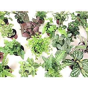 Mini Terrarium Plants (2 Plants) Fairy Garden Plants (Assorted Varieties) (2" Pots)