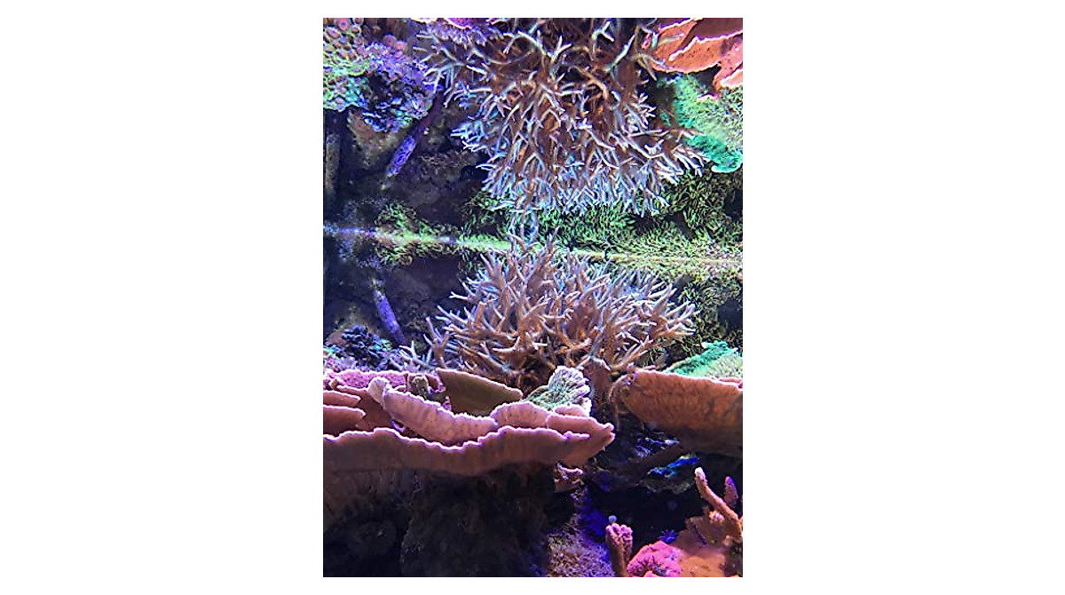 Reef Complete Calcium Supplement for Aquariums