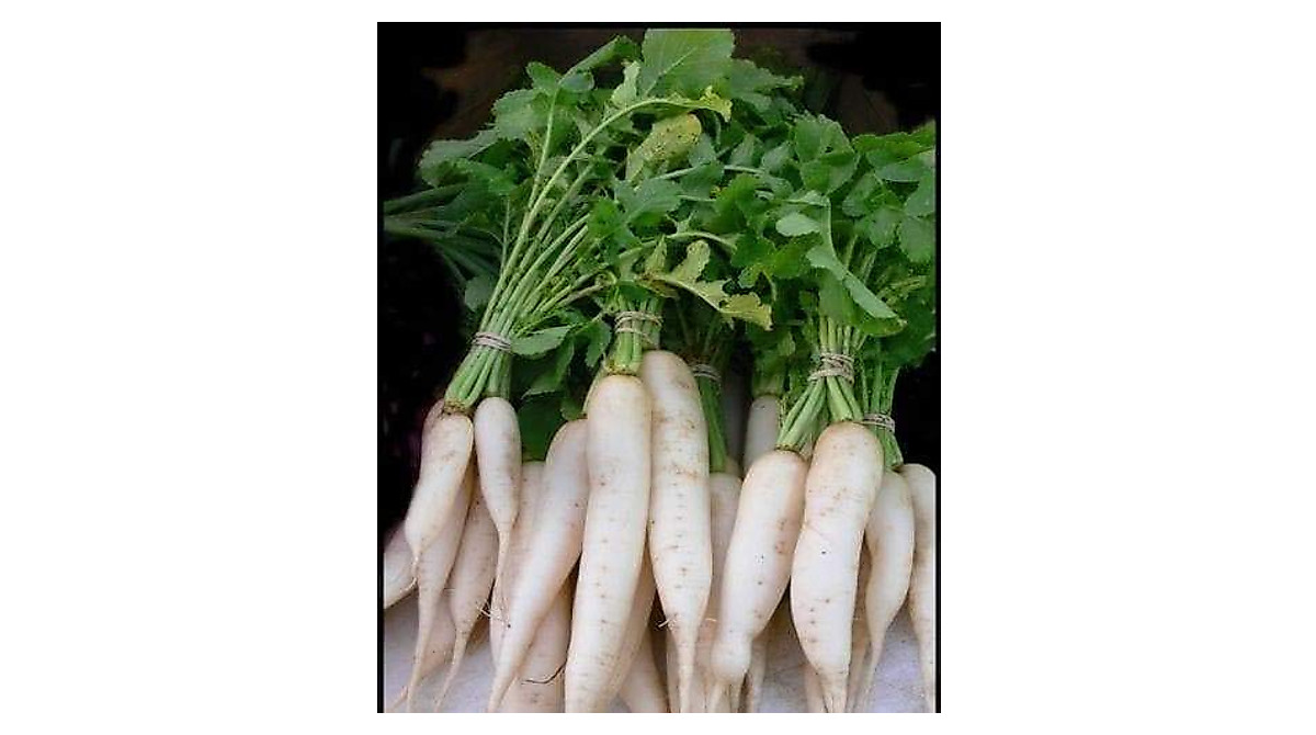 Japanese Minowase Daikon Radish (Raphanus sativus) White 1 Gram Seeds ...