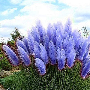 CANHOT Seeds -100Pcs Blue Pampas Grass Cortaderia Selloana Flower Rare Reed Plant Seeds Garden…