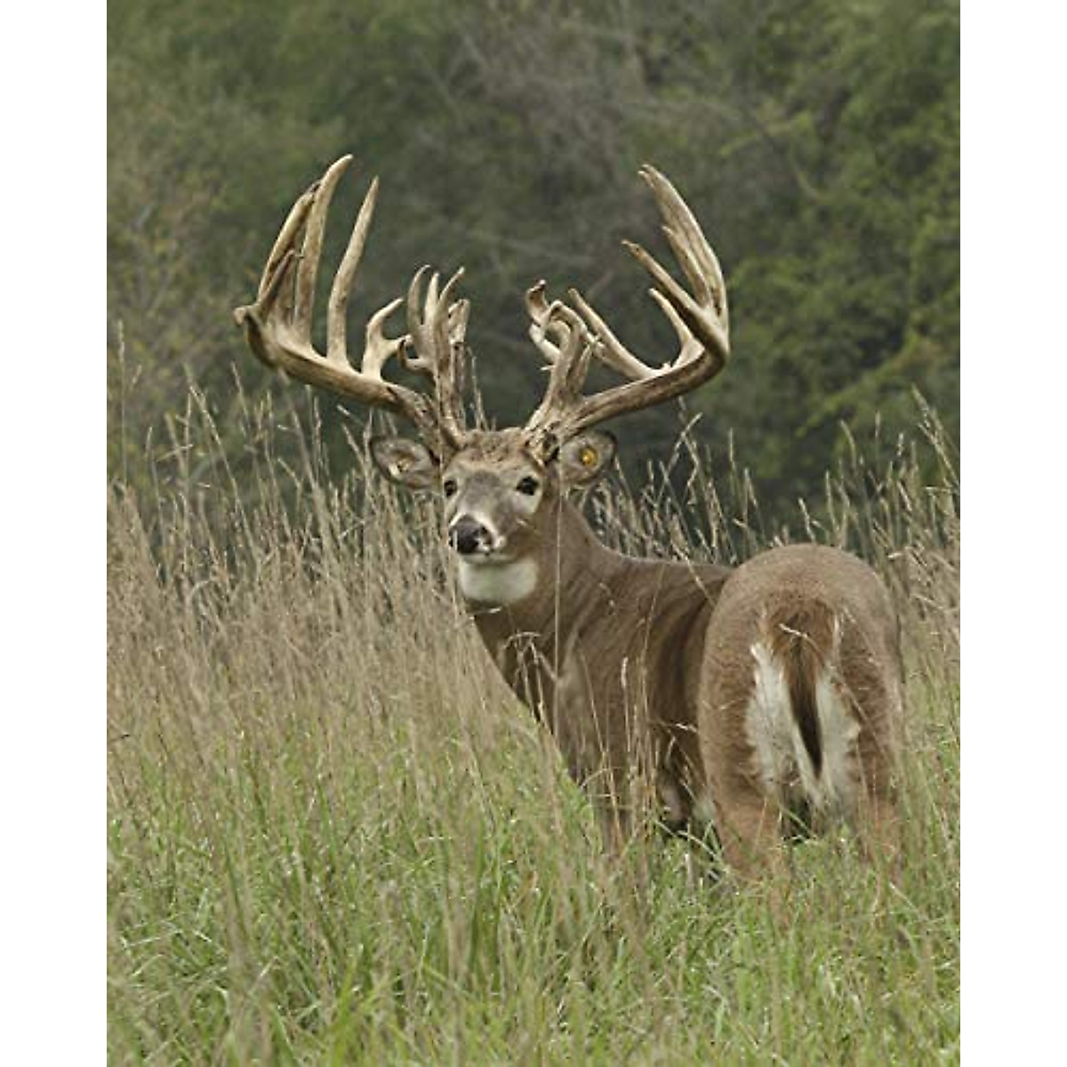 1 Pound Deer Food plot Alfalfa and Frosty Berseem Clover Seed Mix. Wildlife elk Turkey Quail Duck All Season