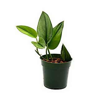 Scindapsus Treubii, Treubii Moonlight, Moonlight Pothos