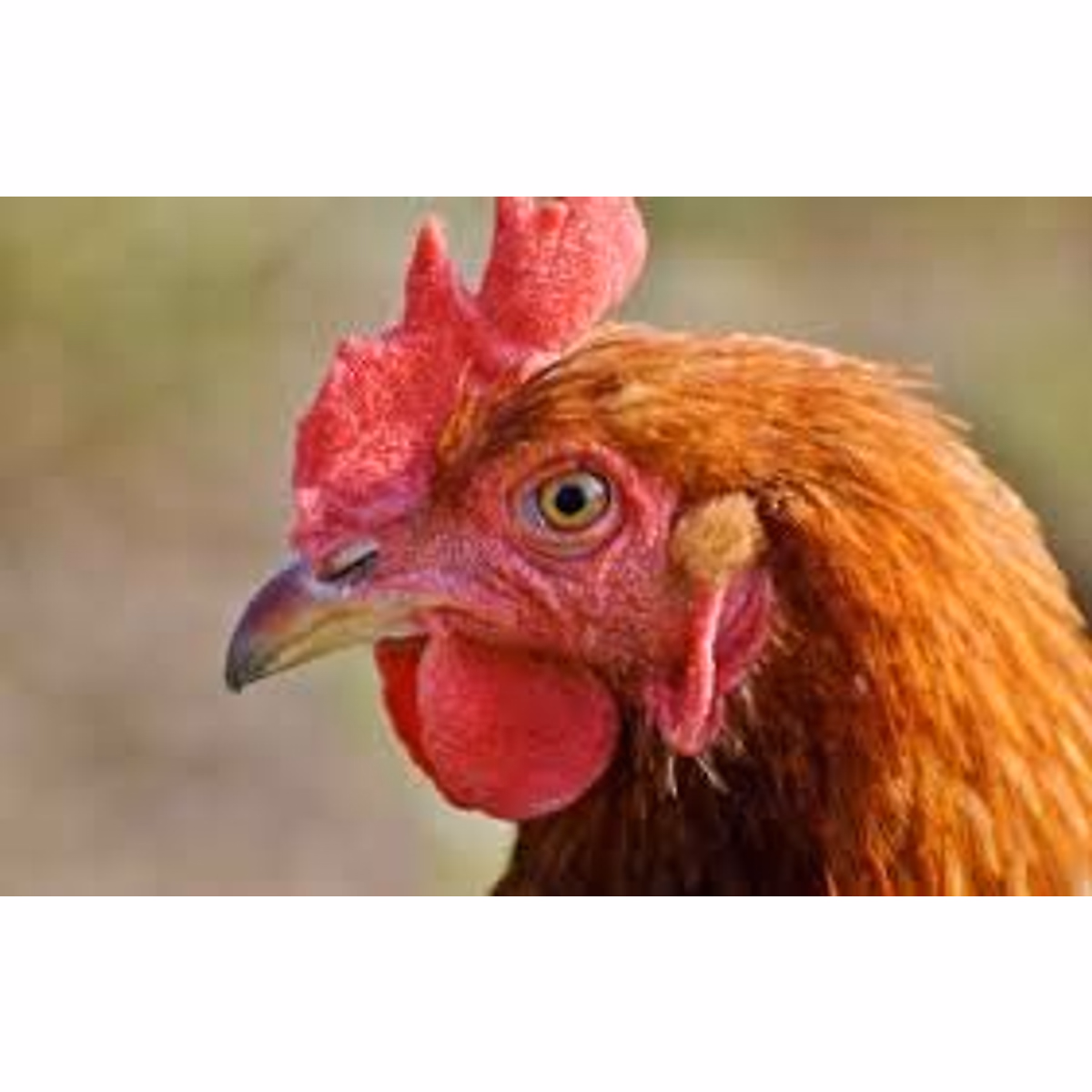 Nubiotic 4X Concentrate Oregano Oil for Chickens & Turkeys - 32 OZ