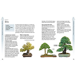 The Bonsai Beginner's Bible